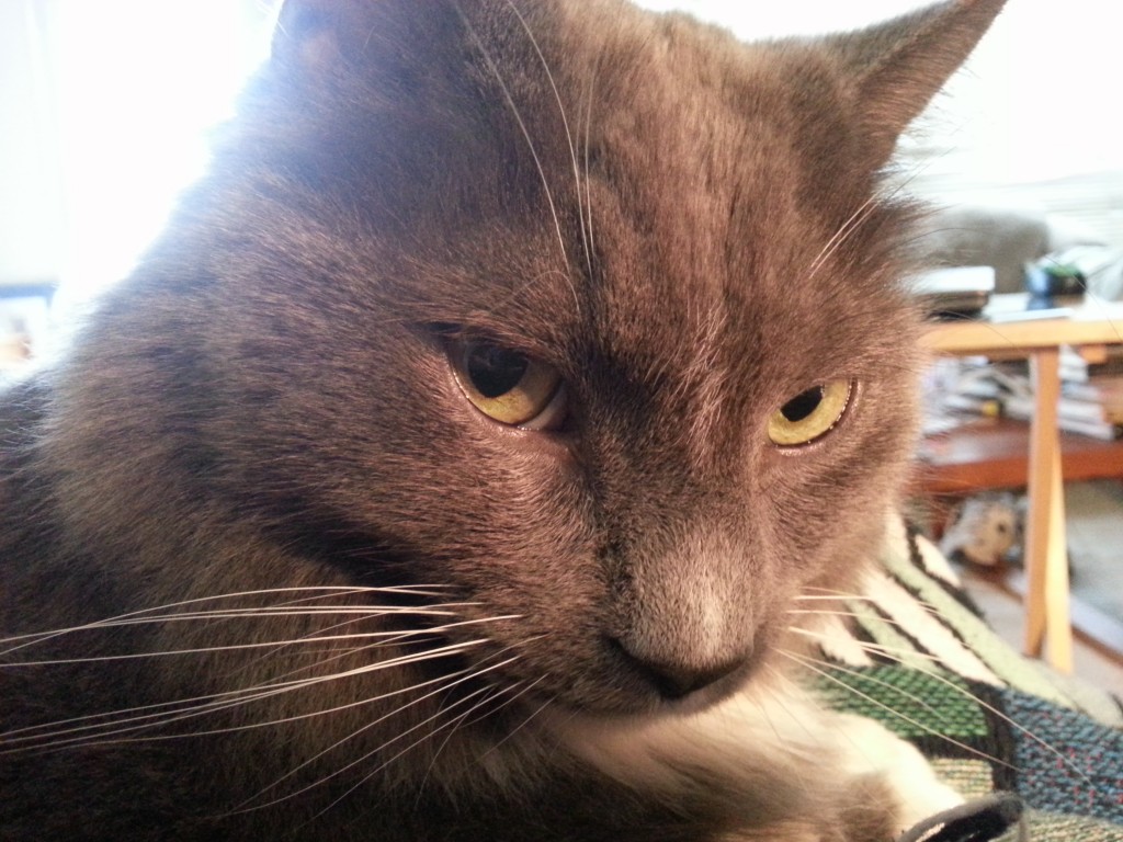 Max: Character, Cat, Legend - Ashmore's Folly